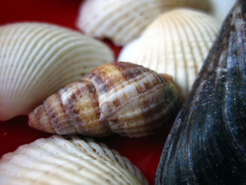 Sea-snail-shell Picture. Image: 87857795