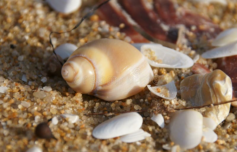 Snail shell on the Beach stock photo. Image of sand, shell - 8170174