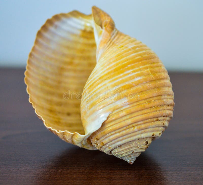 Big sea snail shell stock image. Image of invertebrate - 3303329