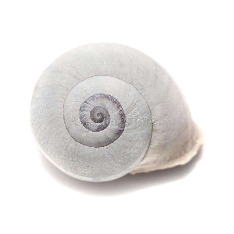 Sea snail shell stock photo. Image of flat, bleached - 66199226
