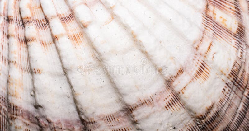 Sea Snail Shell with an Interesting Texture. Background Stock Photo ...