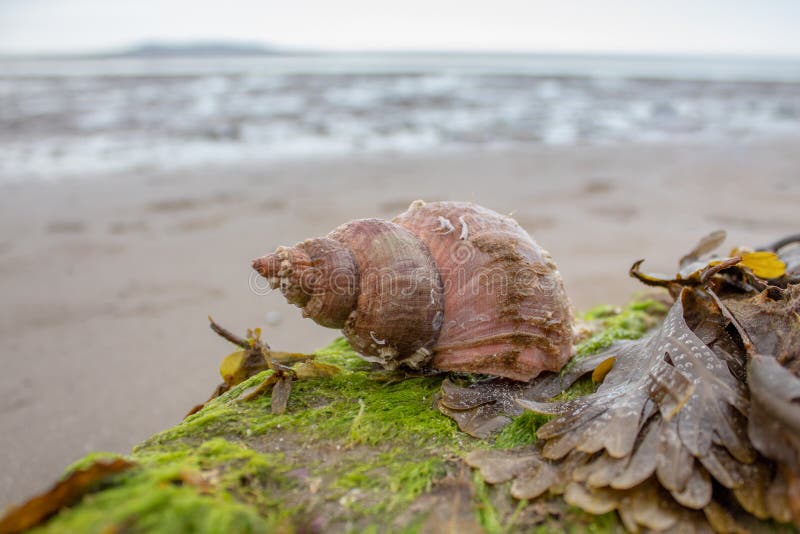 Sea Snail Shell on a Rock on a Beach Stock Photo - Image of tzing ...