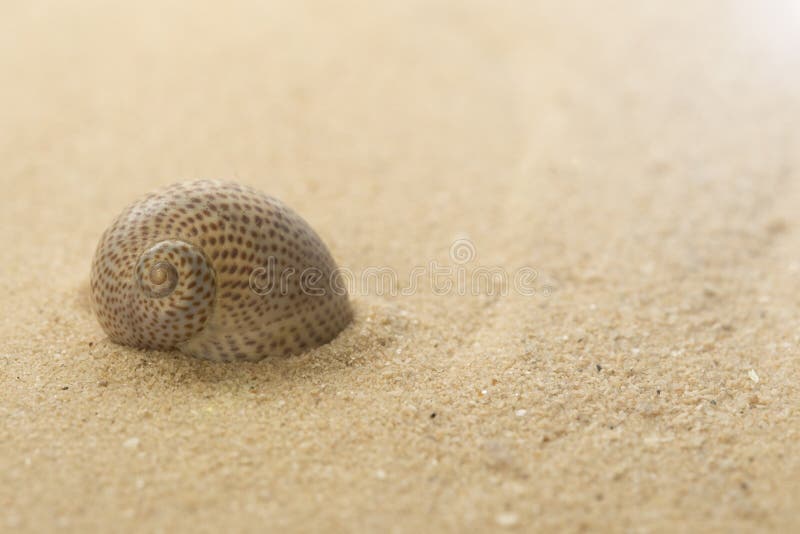 Sea Snail Shell on the Mediterranean Sandy Beach Stock Image - Image of ...