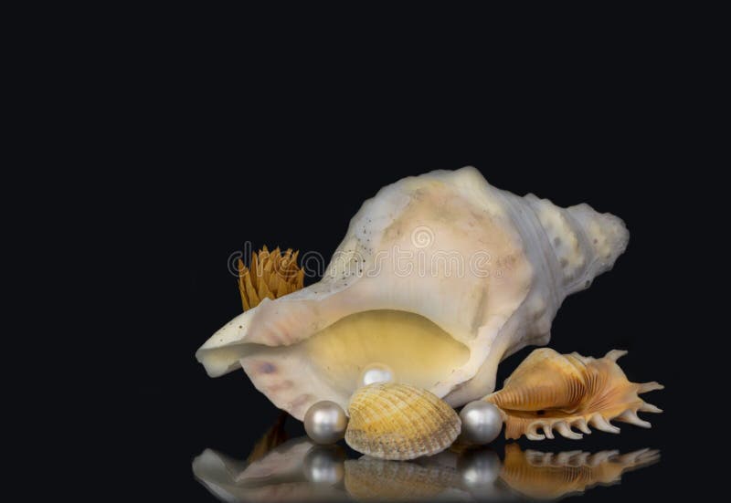 Sea Snail, Spike Snail and Cockle with Pearls Stock Image - Image of ...