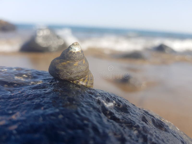 Sea Snail Supported on the Rock and Wet by the Sea Stock Image - Image ...