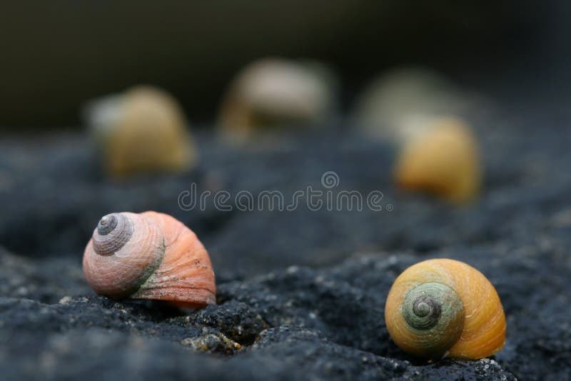 Sea snails stock image. Image of crag, spindle, shell - 10468875