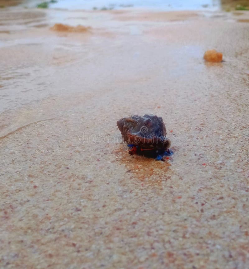 Sea Snails that Appear on the Beach Sand because of the Waves Stock ...