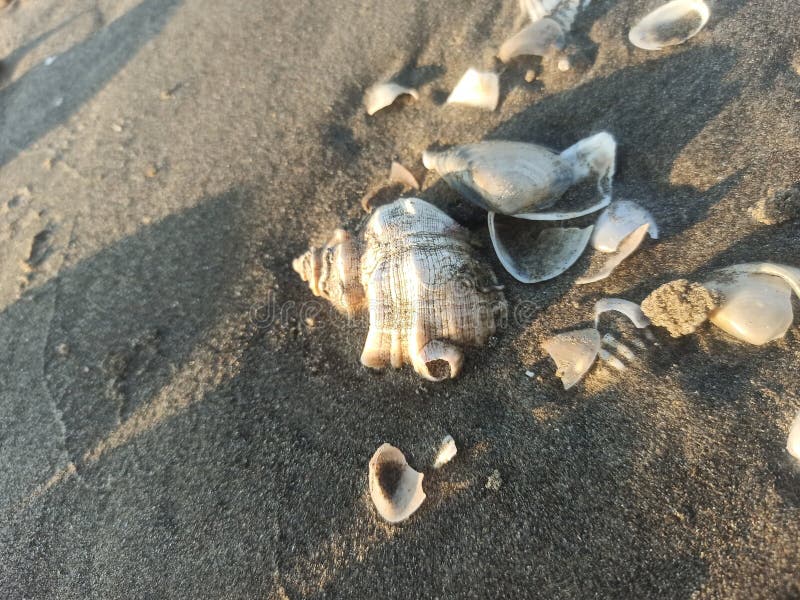 Sea Snails and Corel Reefs on Beach Stock Photo - Image of morning ...