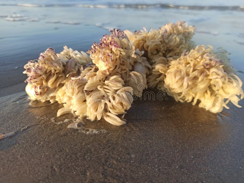 Sea Snails and Corel Reefs on Beach Stock Photo - Image of morning ...