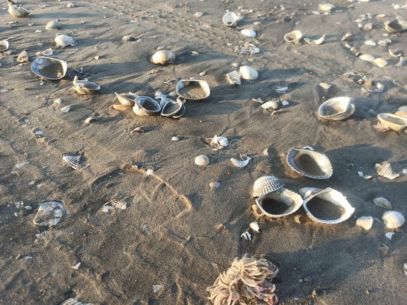 Sea Snails and Corel Reefs on Beach Stock Image - Image of water ...