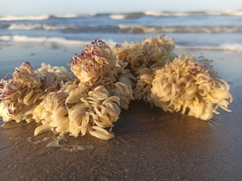 Sea Snails and Corel Reefs on Beach Stock Photo - Image of morning ...