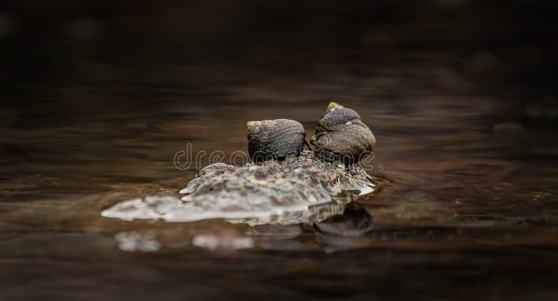 Sea snails in a rock pool stock image. Image of closeup - 279057307