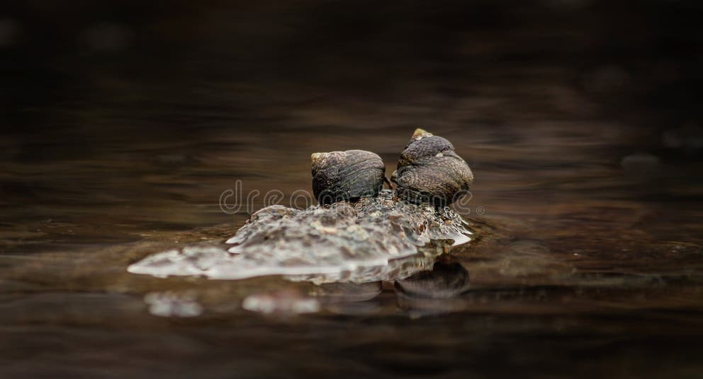 Sea snails in a rock pool stock image. Image of closeup - 279057307