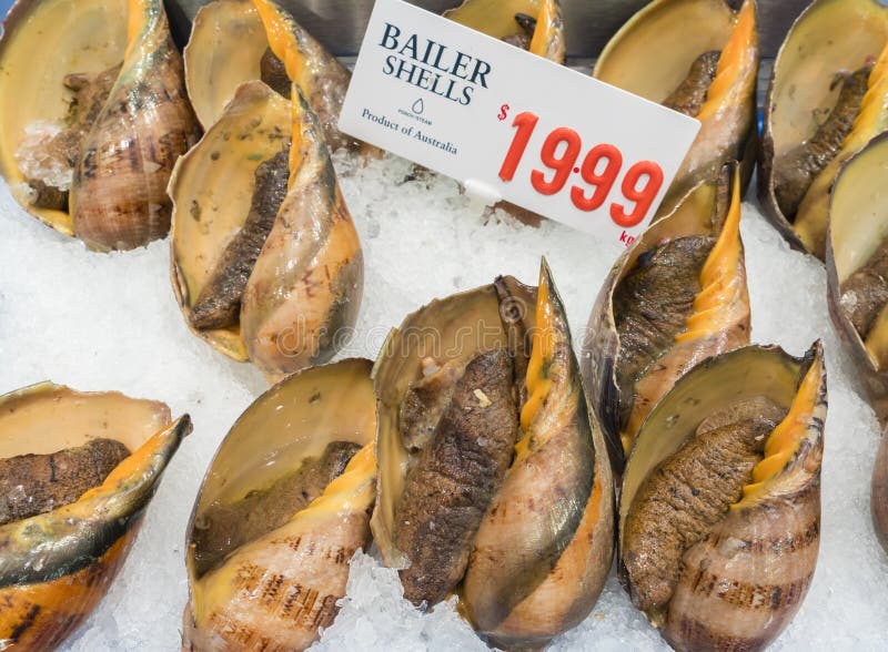 Sea Snails in a Seafood Market Stock Image - Image of frozen, shellfish ...