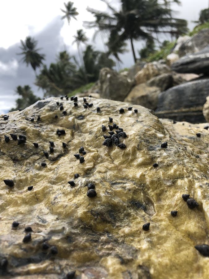 Sea Snails stock photo. Image of beach, rocks, snails - 201353512