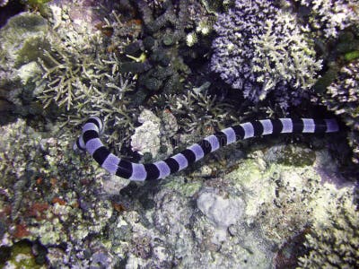 7,527 Sea Snake Identification Stock Photos - Free & Royalty-Free Stock ...