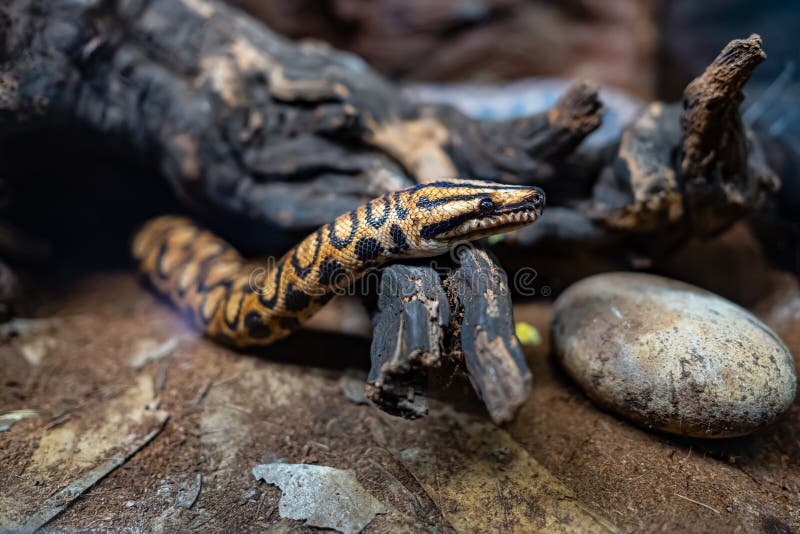 Sea Snake Emerging from a Hole Under a Tree Trunk. Stock Image - Image ...