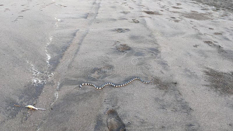 Sea Snake on Parangtritis Beach Stock Photo - Image of geology, beach ...