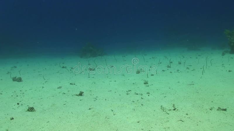 Sea Snakes Hide in Sand on Bottom Stock Video - Video of life ...