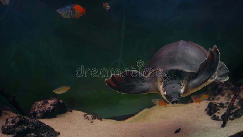 Sea Soft-bodied Turtle in the Aquarium Stock Video - Video of fish ...