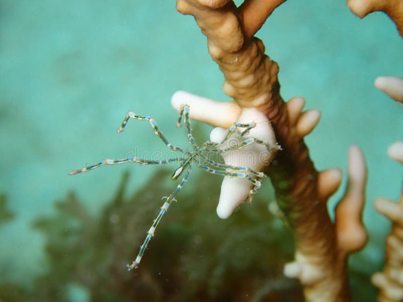 Sea Spider Walking Fire Coral Stock Photos - Free & Royalty-Free Stock ...