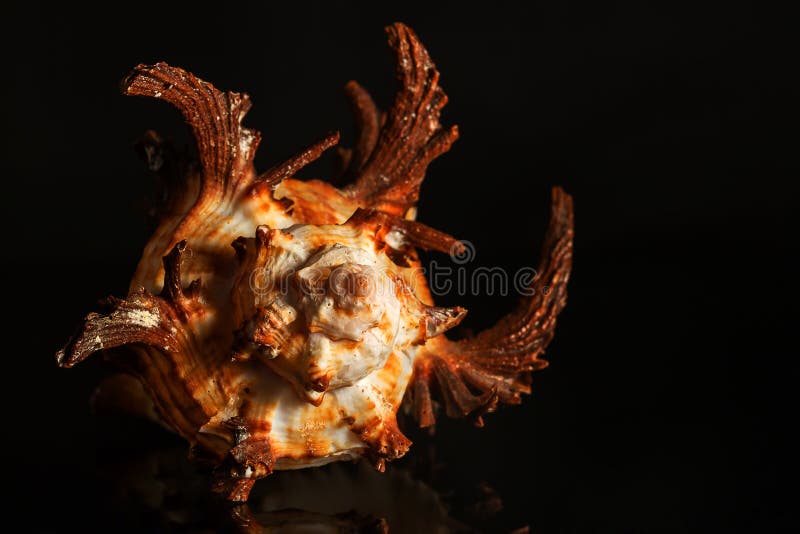 Sea spiral snail shell stock photo. Image of snail, mollusk - 53399564