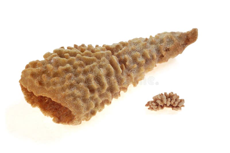 Flat Sea Sponge stock image. Image of sand, rock, beaches - 60204723