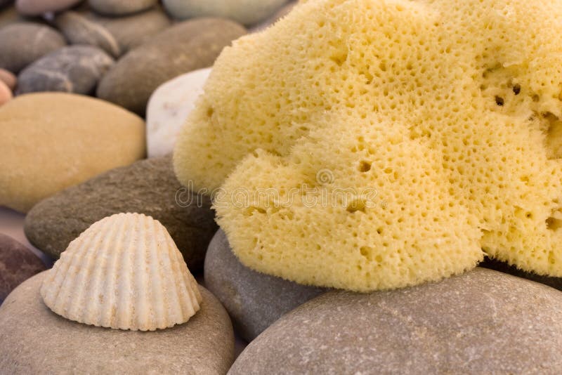 Sea sponge stock image. Image of shell, closeup, wash - 6576149