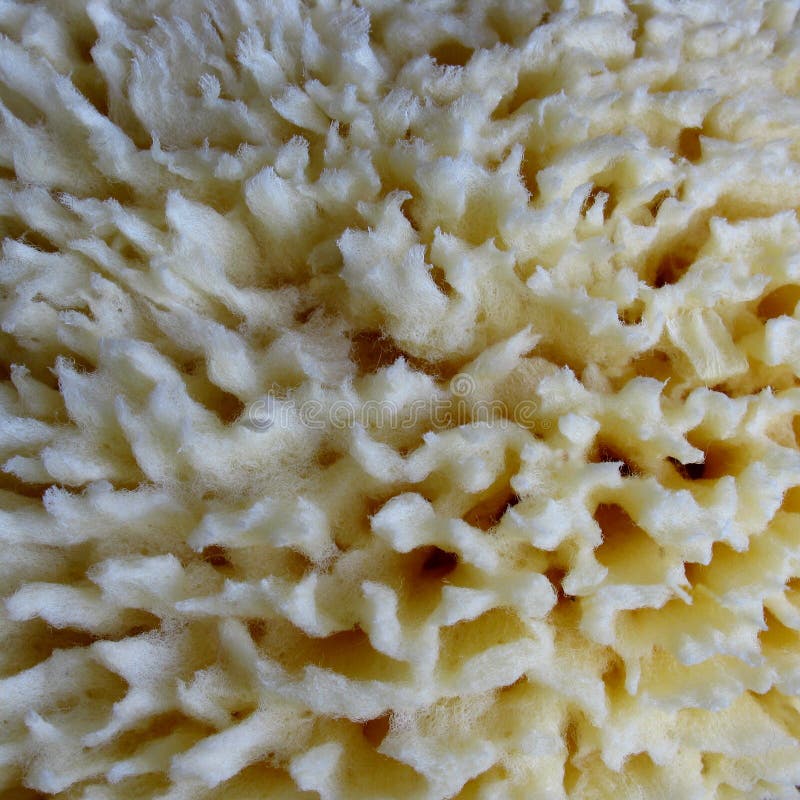 Sea sponge detail stock image. Image of gross, background - 21715499