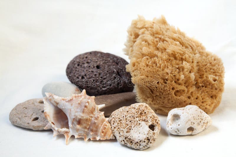 Sea Sponge for Bathing, Pumice, Sea Stones. Shell Stock Image - Image ...