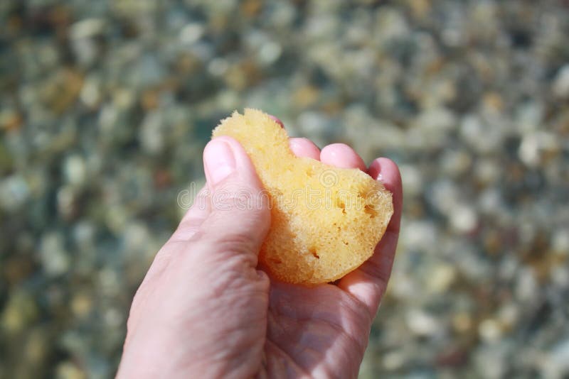 Sea sponge on the beach. stock photo. Image of grey - 163864484