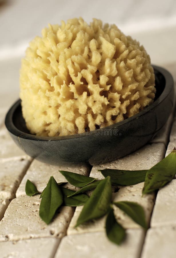 Giant fern in Brazil stock photo. Image of fresh, monochrome - 785222