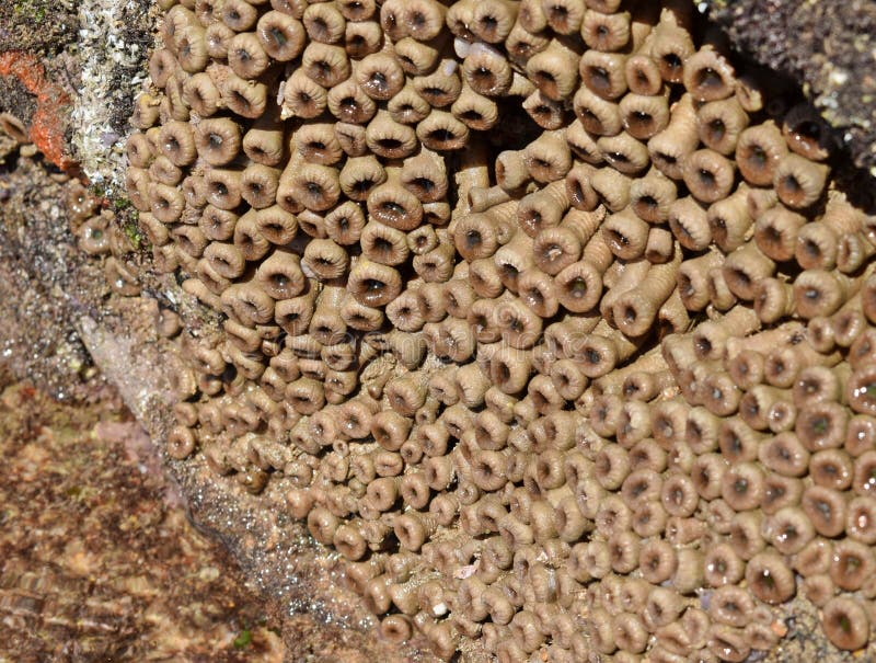 Sea sponge macro stock photo. Image of macro, growing - 102481330