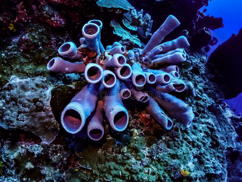 Sea sponge stock photo. Image of underwater, aquarium - 200252898