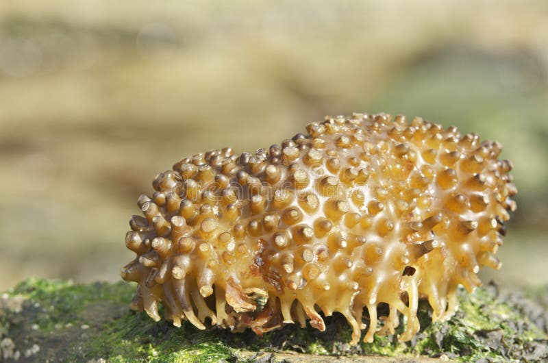 Sea Sponge 1 stock image. Image of african, washed, sponges - 53997641