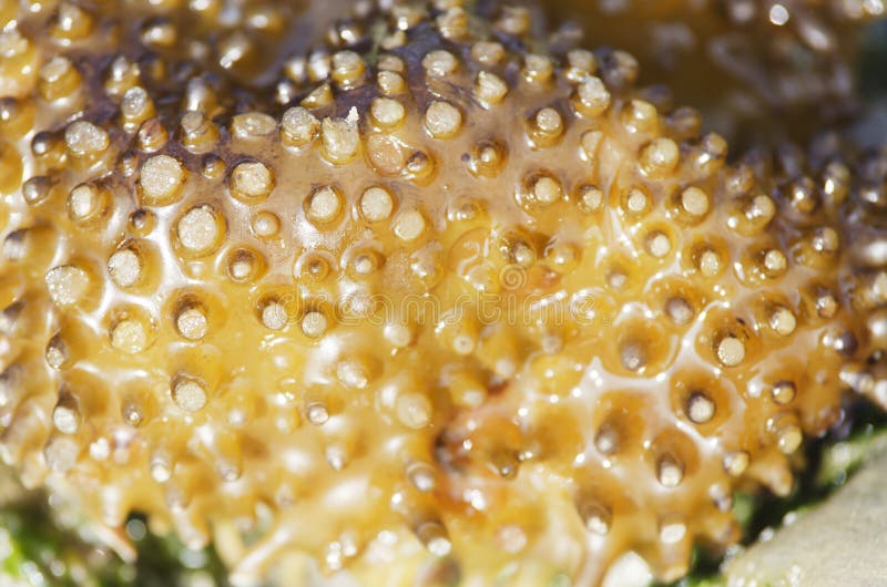 Sea sponge stock photo. Image of mammal, animals, reef - 45197818