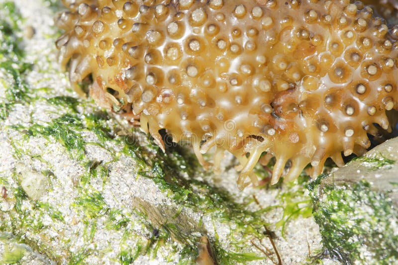 Sea sponge stock image. Image of holiday, tourism, exploration - 45198379