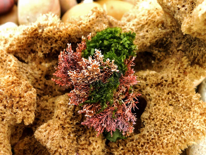 Sea Sponge 1 stock image. Image of southern, sponges - 53997641