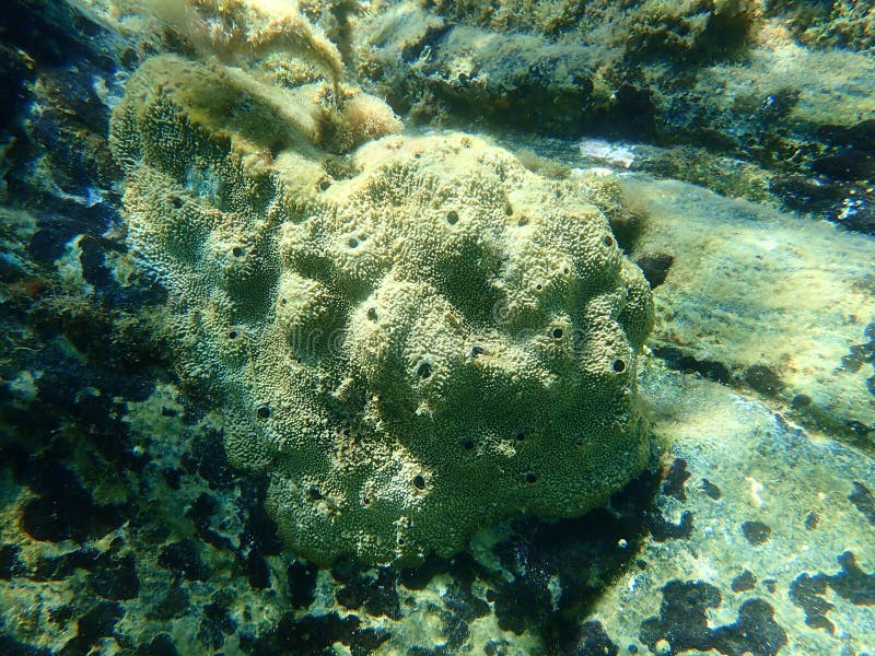Sea Sponge Stinker Sponge Ircinia Variabilis Undersea, Aegean Sea ...