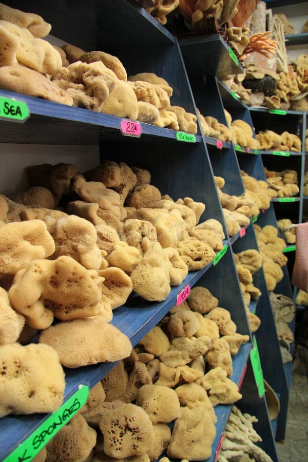 Sea sponge in the store stock photo. Image of beauty - 70187340