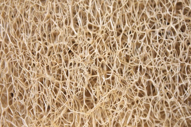 Sea sponge detail stock image. Image of gross, background - 21715499