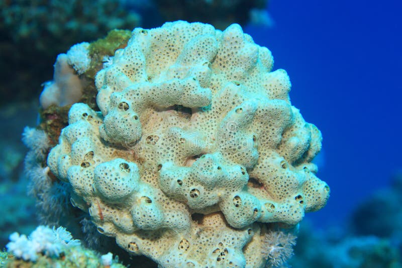 Sea Sponge 1 stock image. Image of southern, sponges - 53997641 Sea Sponge 1 stock image. Image of southern, sponges - 53997641