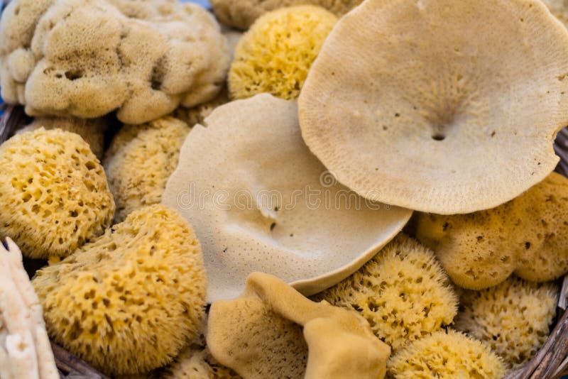 How do sponges get oxygen? What does a sea star use to move around on ...