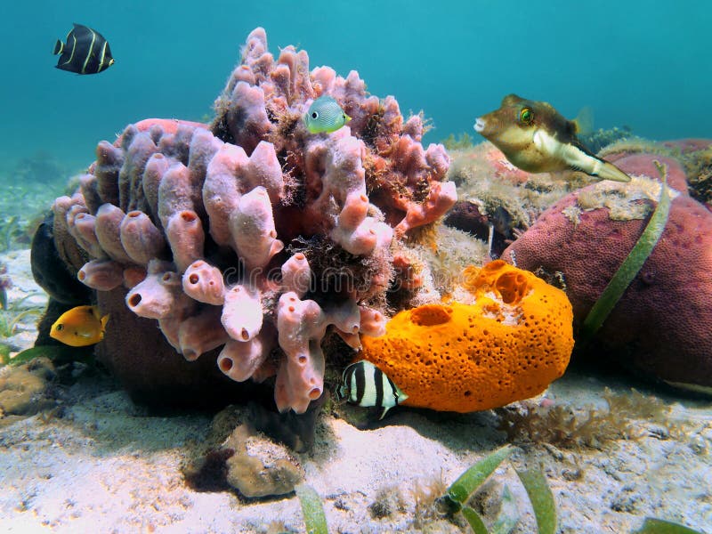 Sea Sponges and Tropical Fish Stock Image - Image of dominica, haiti ...