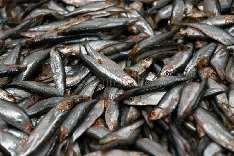 Sea Sprat Close Up. Sprat is Scattered Over the Surface Stock Image ...