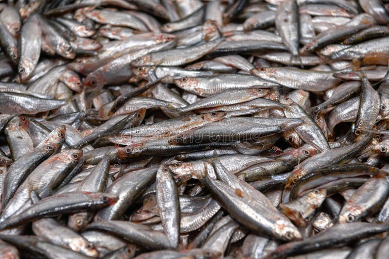 Sea Sprat Close Up. Sprat is Scattered Over the Surface Stock Image ...
