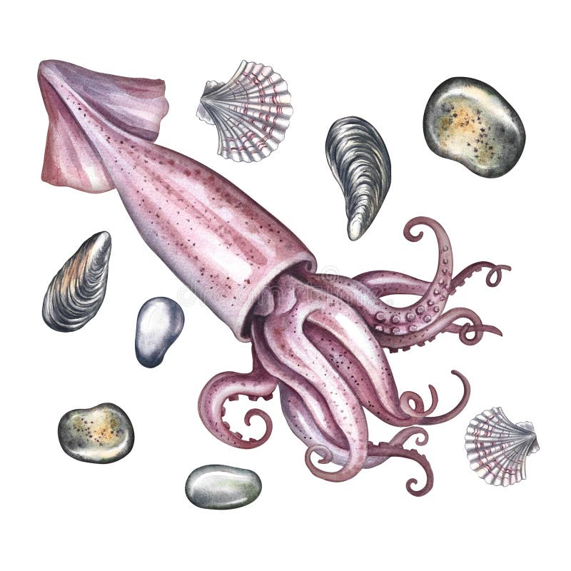 Sea Squid, Shells and Pebbles. a Hand-drawn Watercolor Illustration ...
