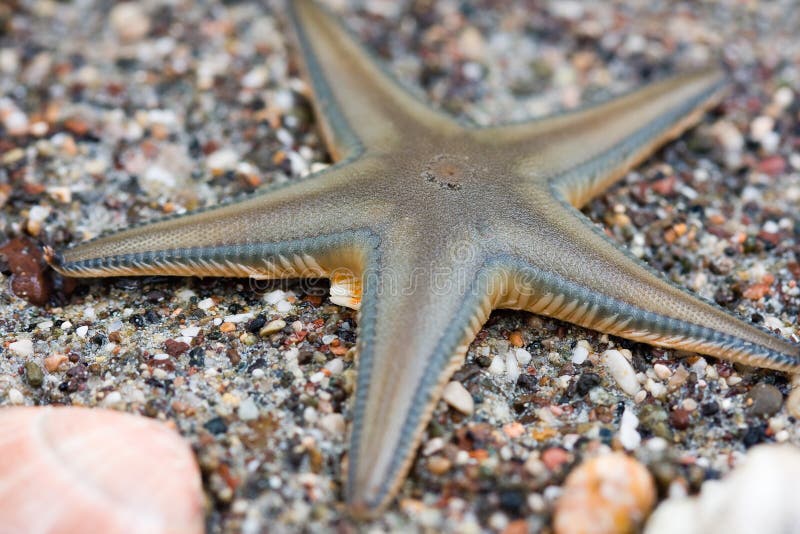 Sea star stock photo. Image of vacation, star, beach - 10213130