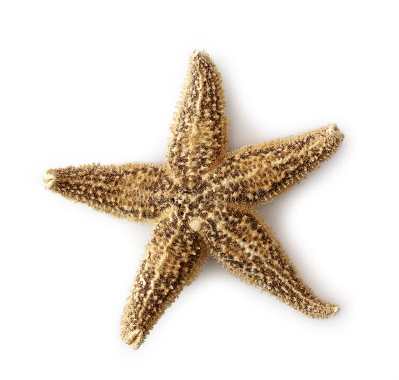 Sea star stock photo. Image of white, star, shell, background - 14488194