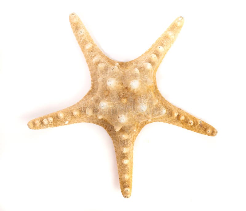 White starfish stock image. Image of close, details, echinoderm - 5829531